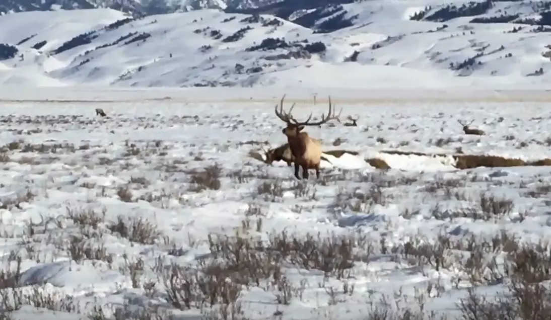 Wyoming's Elk Herds Are Beginning Their Spring Migration