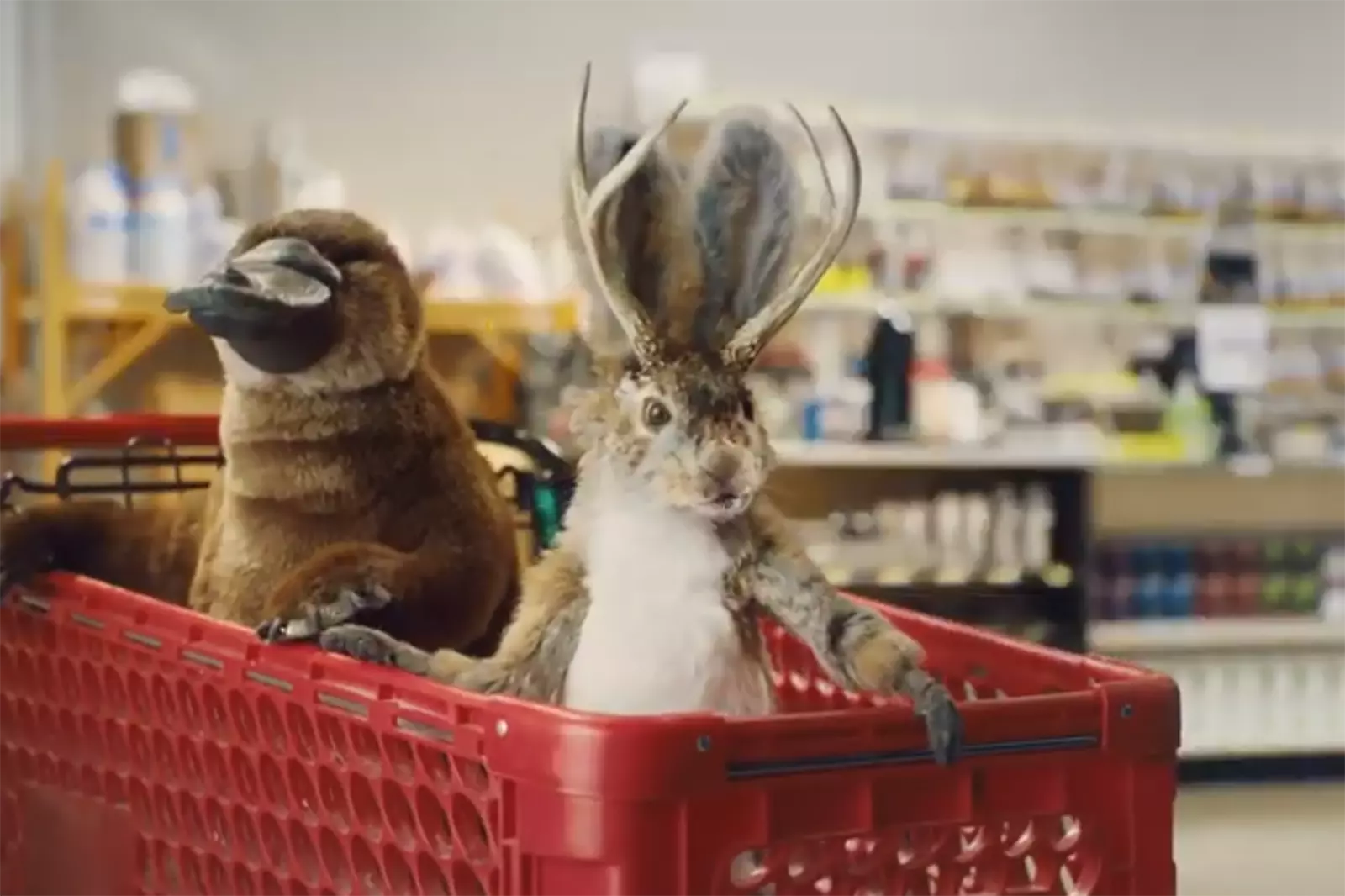 [WATCH] 'Lunchables' Turn Wyoming's Jackalope into a Star