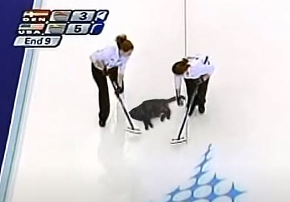 Not Watching the Olympics? You're Missing Cat-Curling! [VIDEO]