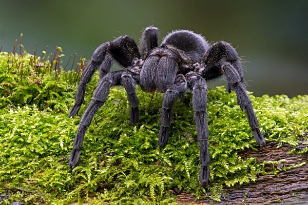 Johnny Cash Gets New Spider Named After Him