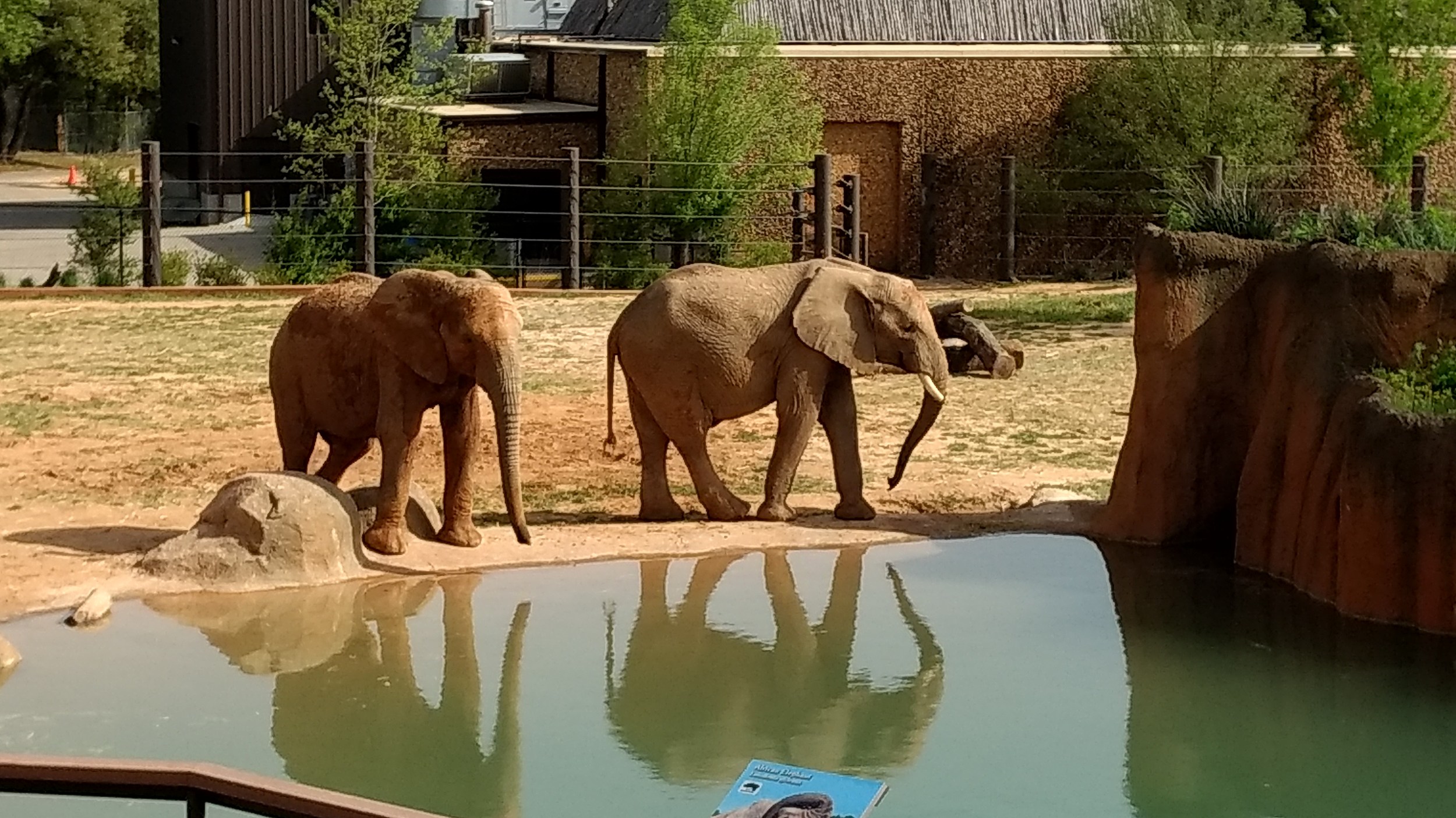Tyler's Caldwell Zoo Officially Introduced their New Elephants