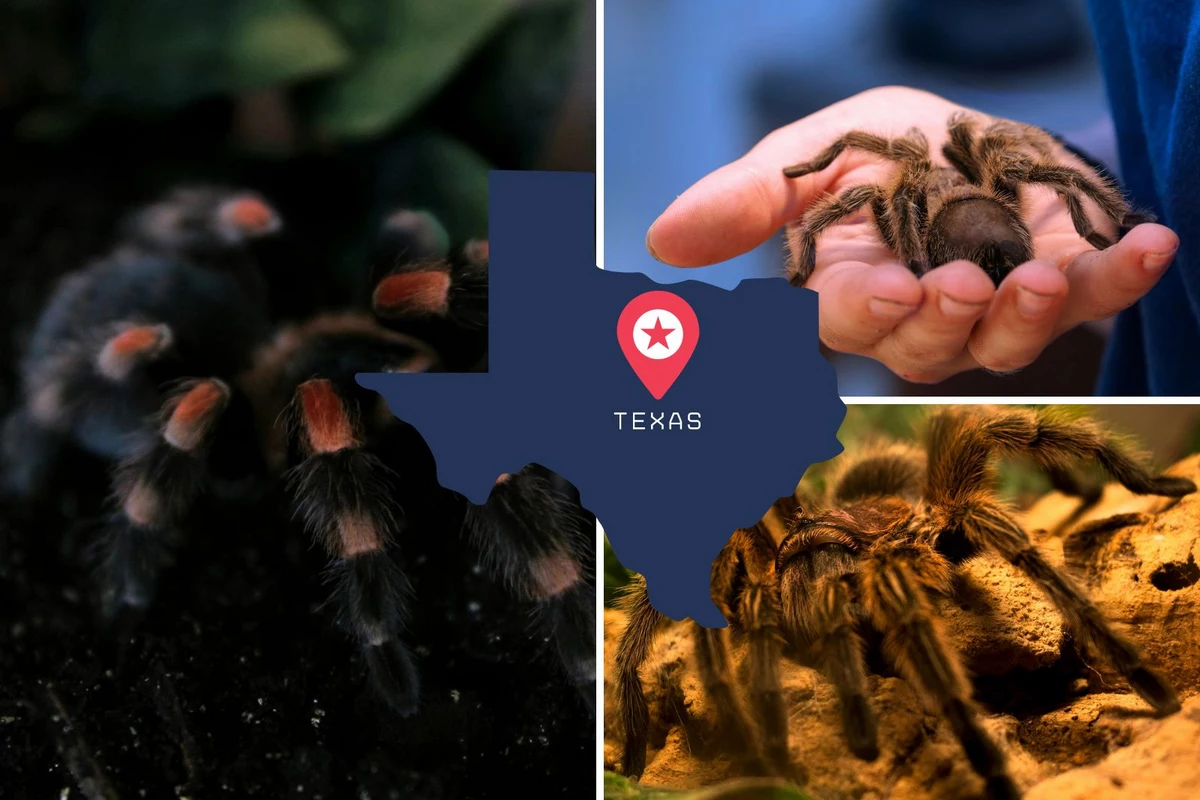 The Great Texas Tarantula Migration has Begun