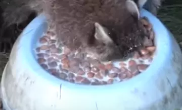 This Adorable Raccoon Eats From a Bowl of Milk By Dunking It’s Entire ...