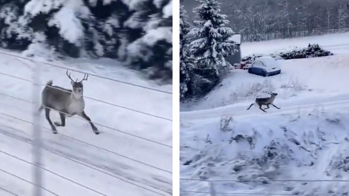 Mezmerizing Video of Reindeer Dashing Through a Winter Wonderland