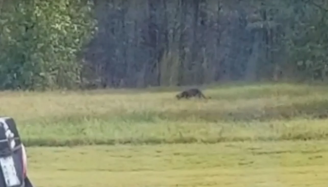 First Cougar Sighting In Louisiana Since 2011 First Cougar Sighting In Louisiana Since 2011