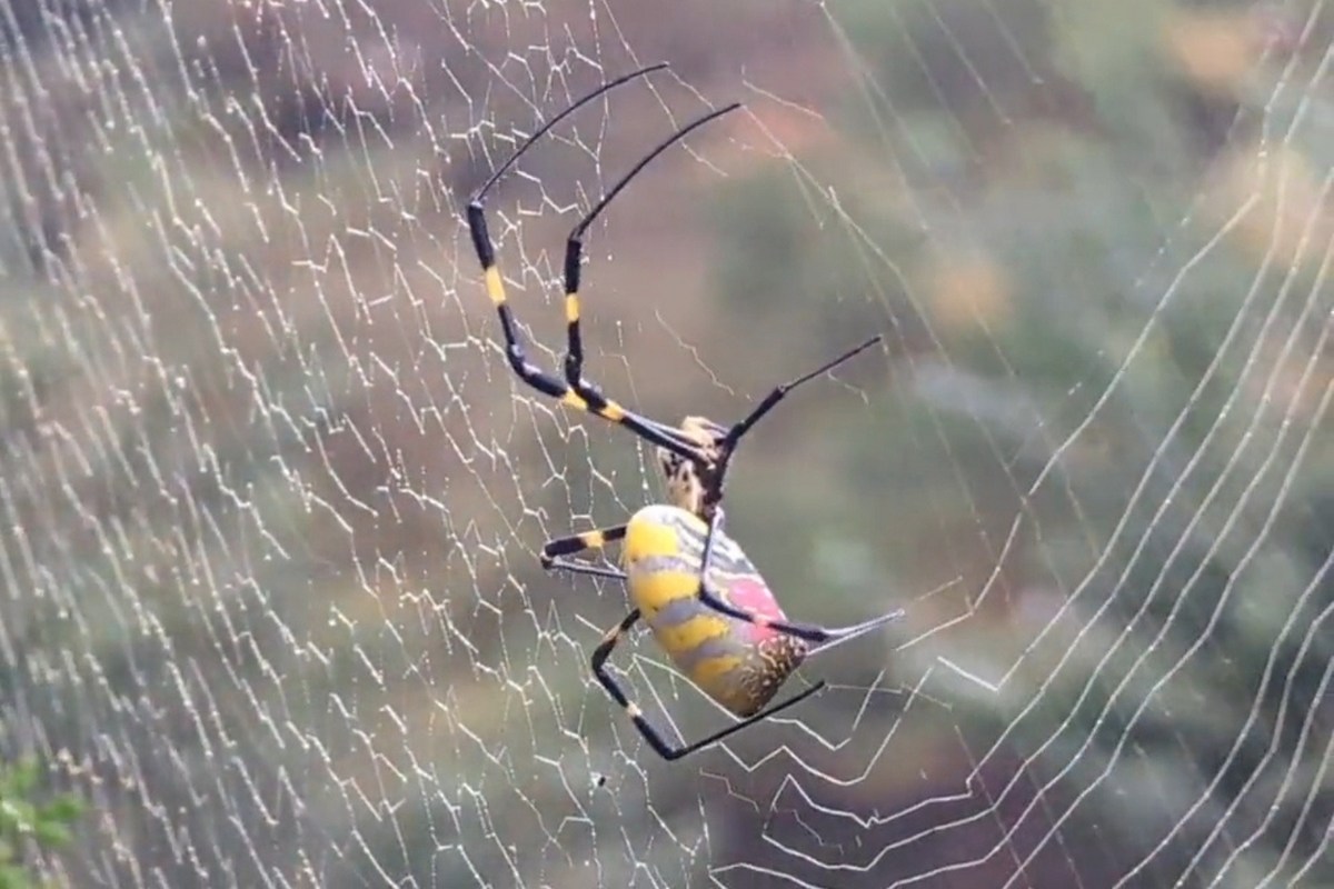Giant Venomous Flying Spider With Four Inch Legs In Louisiana