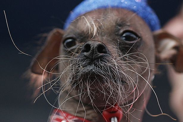 “Mugly” Wins World’s Ugliest Dog Title