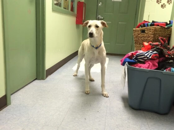 Dusty Is a 'Wadi Dog' Rescued From Oman - Pet of the Week