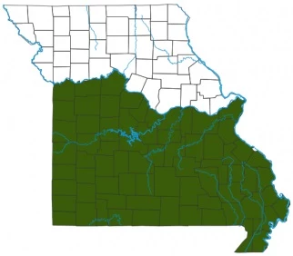 Yes, There are Tarantulas in Missouri and You Shouldn't Fear Them