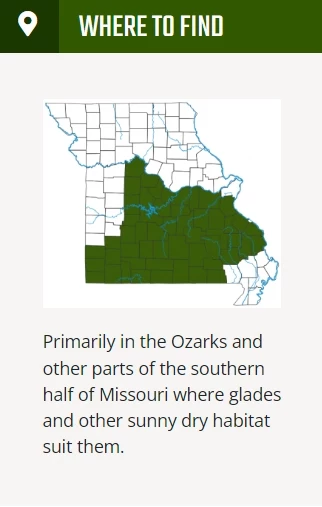Are There Scorpions in Missouri? Yes & Their Sting is Like Fire