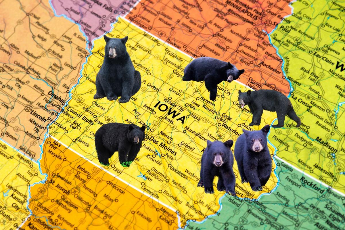 Iowa DNR Shares Info On At Least 6 Black Bears Roaming the State