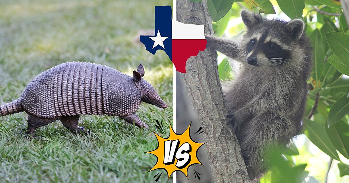 TX, Do You Wonder Who Would Win In An Armadillo And Raccoon Fight
