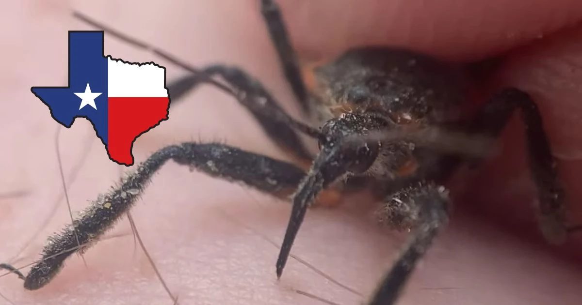 Scary Assassin Bugs Are Now Thriving In Texas