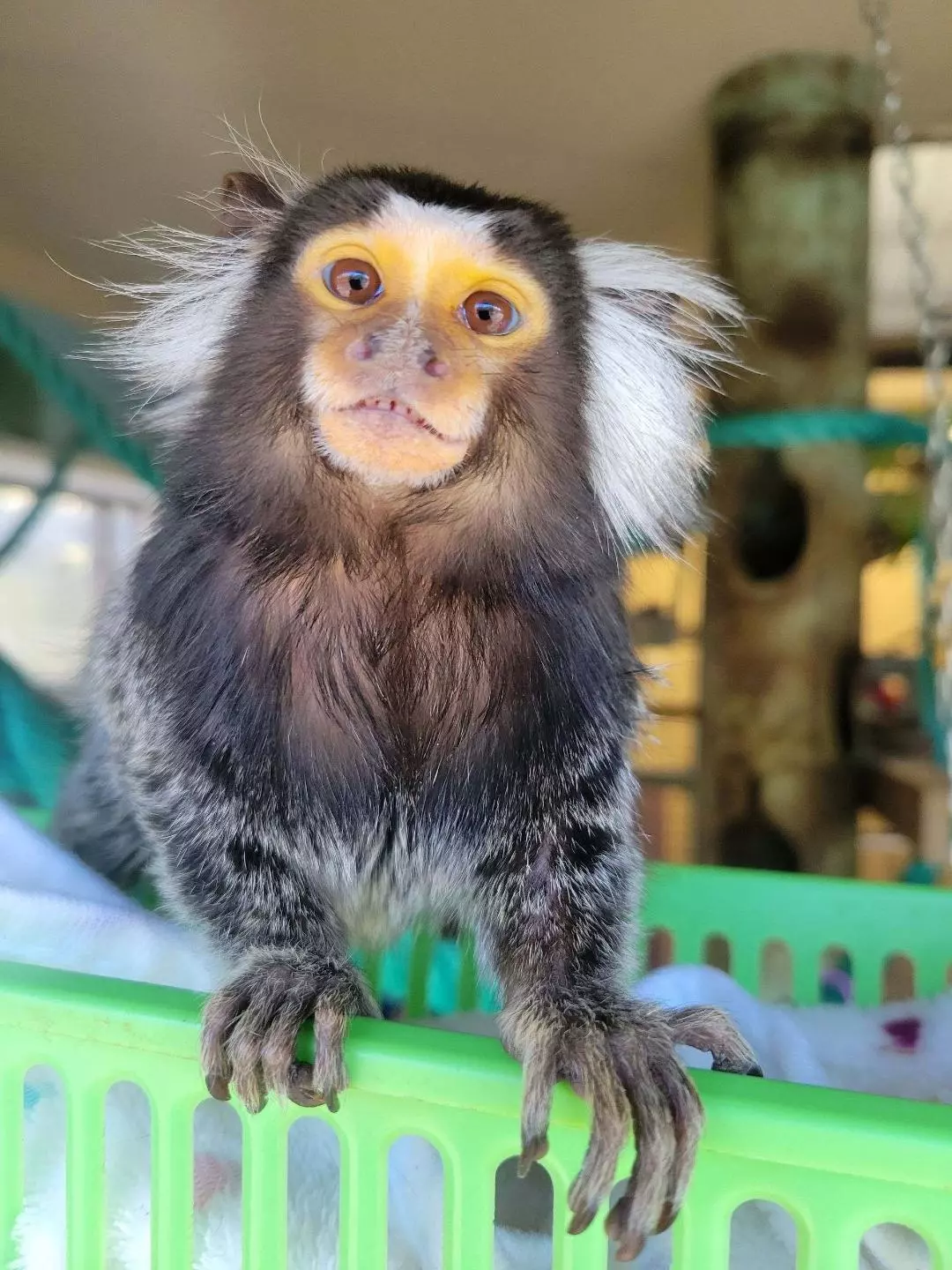 Marmoset Pygmy Marmoset