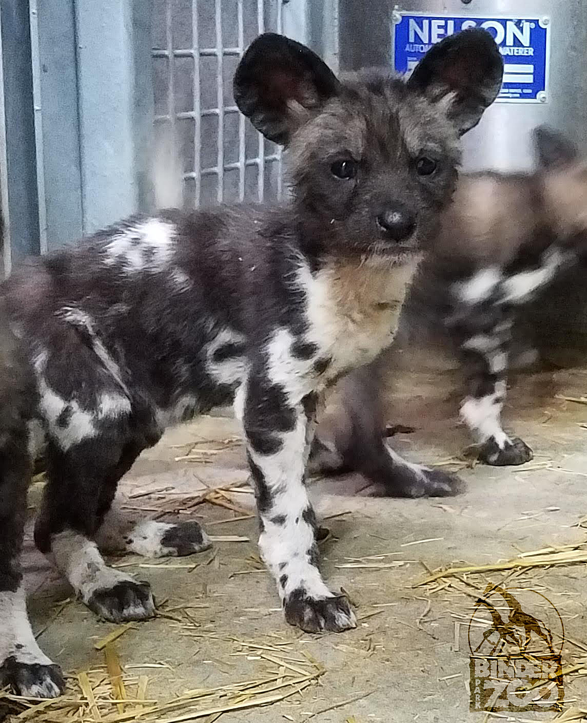 Cute African Wild Dog Pups