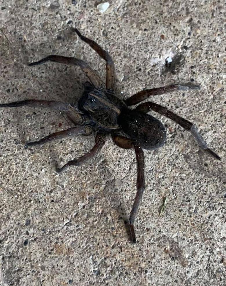 Types Of Spiders In Michigan Bug Eric: Spider Sunday: A Common