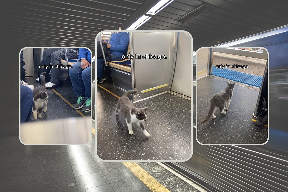 Cat Has Adventure of His Life Riding the Train in Chicago