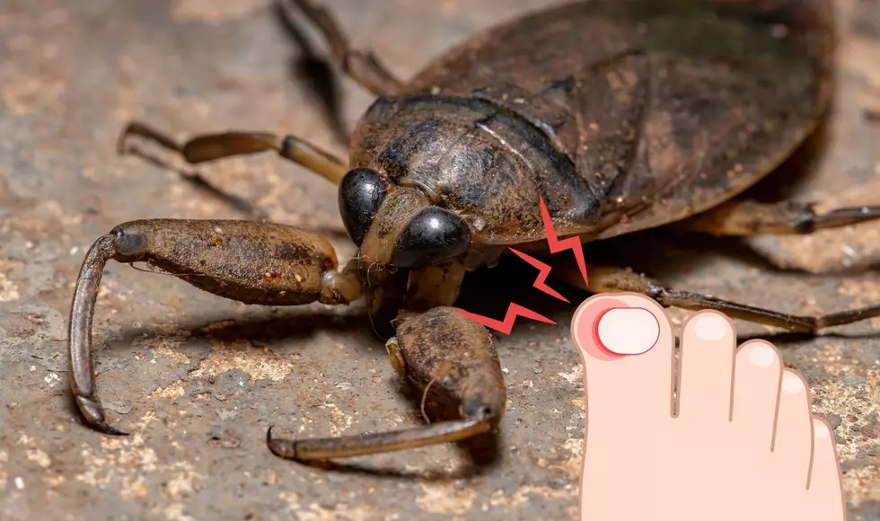 The Giant Water Bug, Toe Biter Is The Largest Insect In Michigan The Giant Water Bug, Toe Biter Is The Largest Insect In Michigan