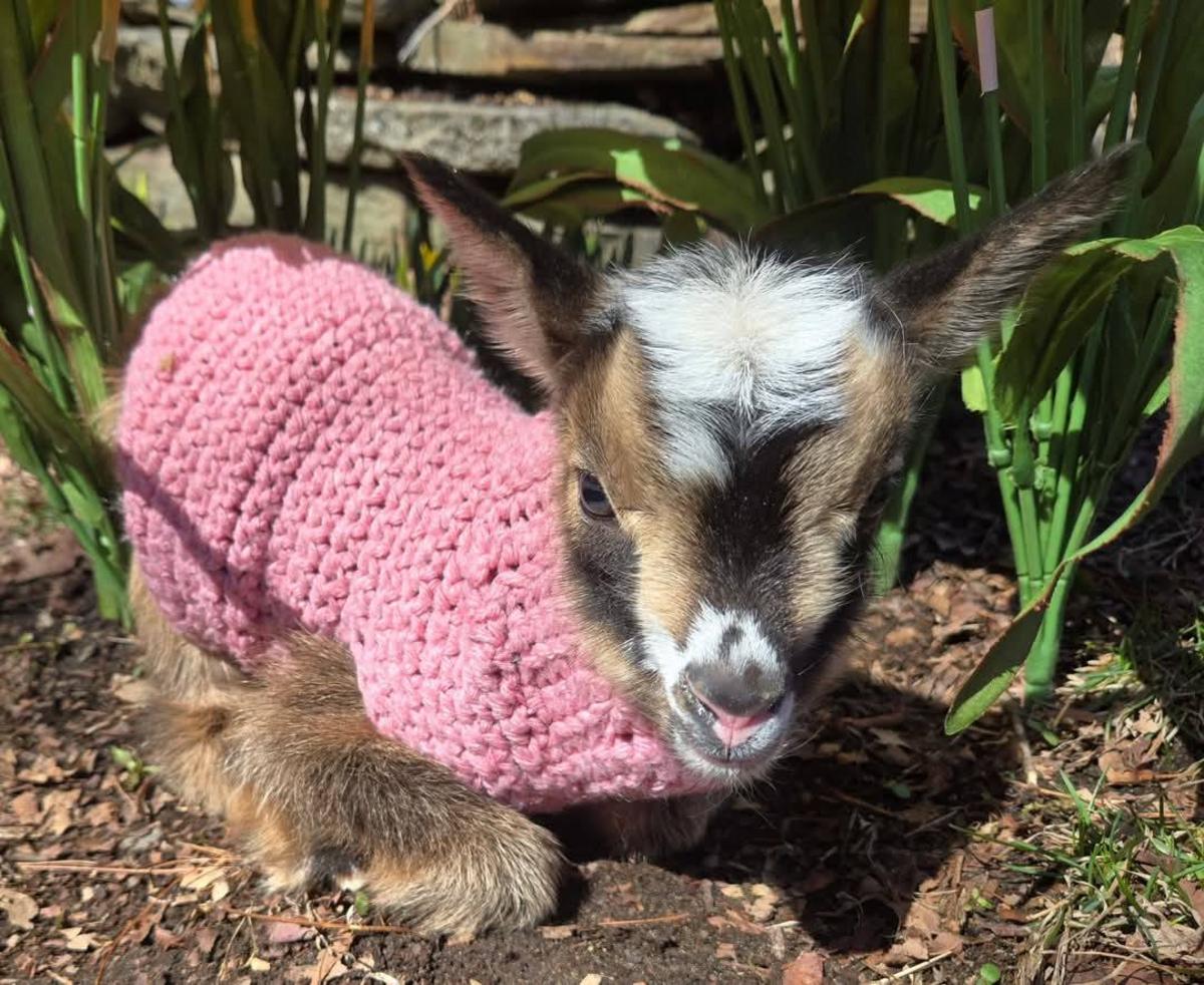 Discover Family Fun At Iron Leaf Farm's Open Farm Day