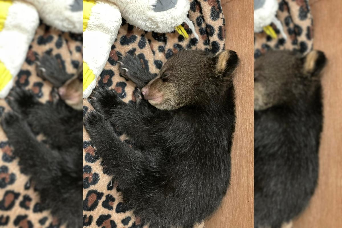 Tiny New Hampshire Bear Cub Abandoned in the Woods Rescued