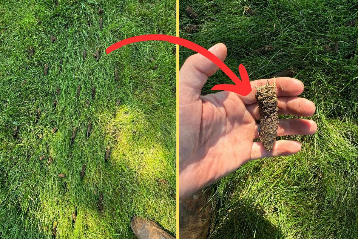 What These Strange Soil Clumps Mean in the Hudson Valley