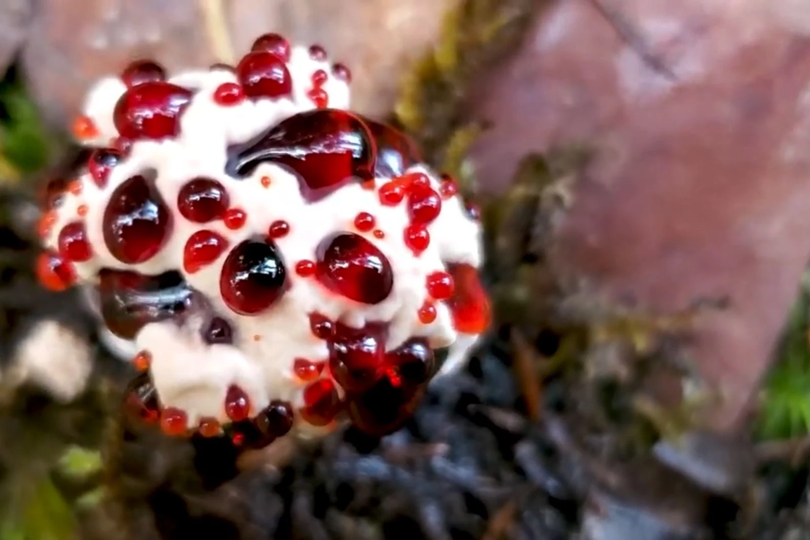 Bleeding Tooth Fungus Uk