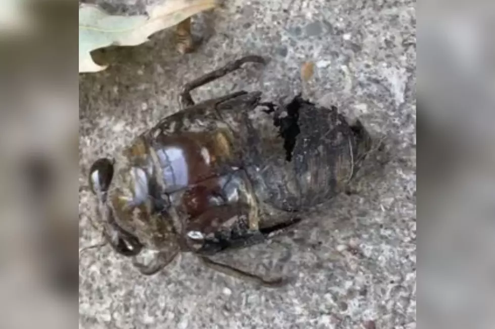 'Zombie' Cicada Spotted Moving Across Southern Illinois Porch 'Zombie' Cicada Spotted Moving Across Southern Illinois Porch