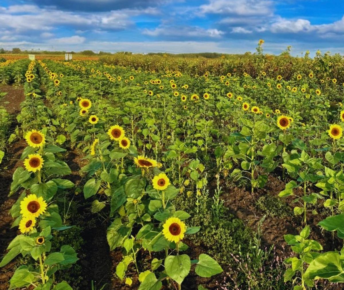Hidden Sunflower Gem in Illinois You Must Visit