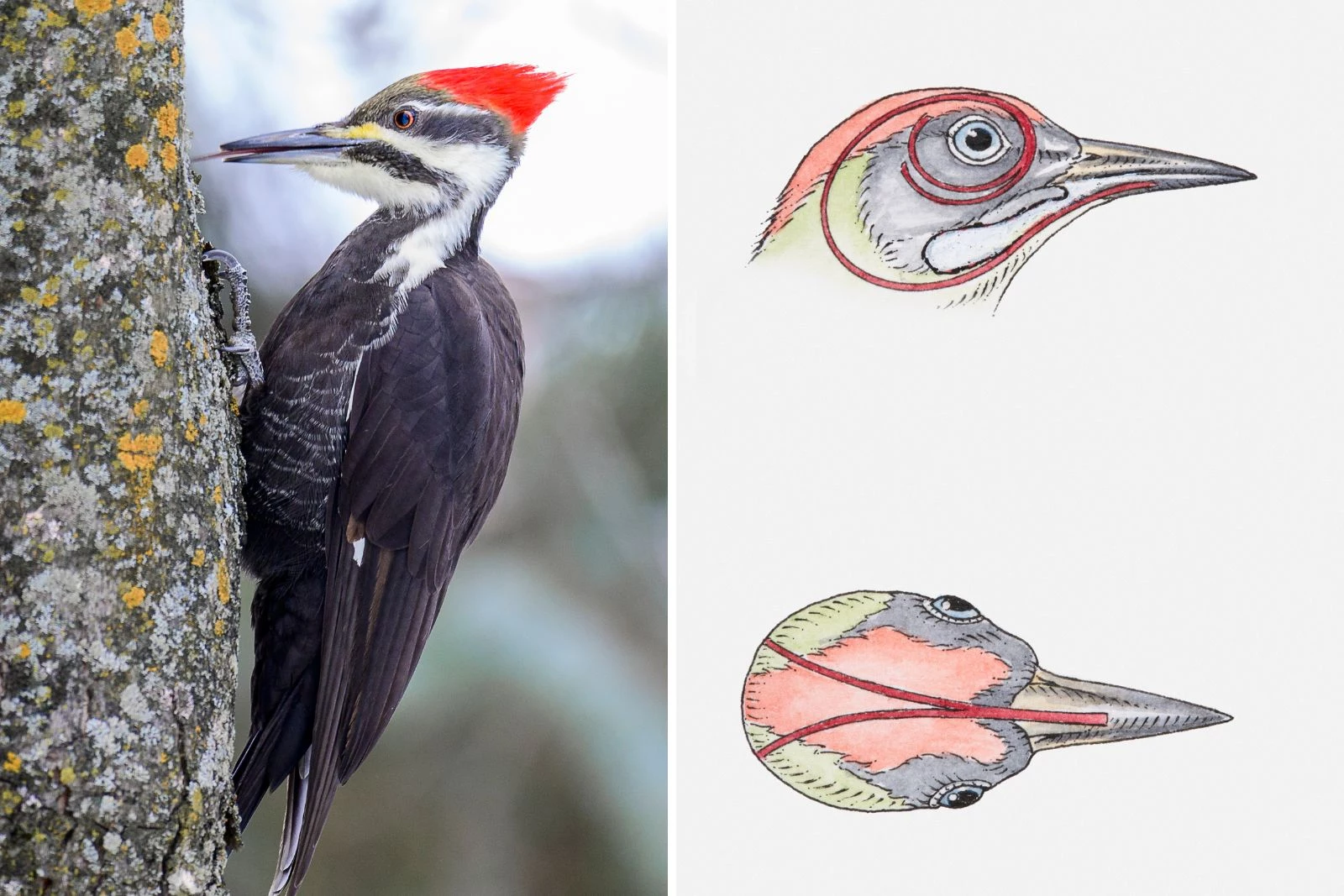 Woodpecker Tongue Anatomy Why Don't Woodpeckers Have Brain Damage?