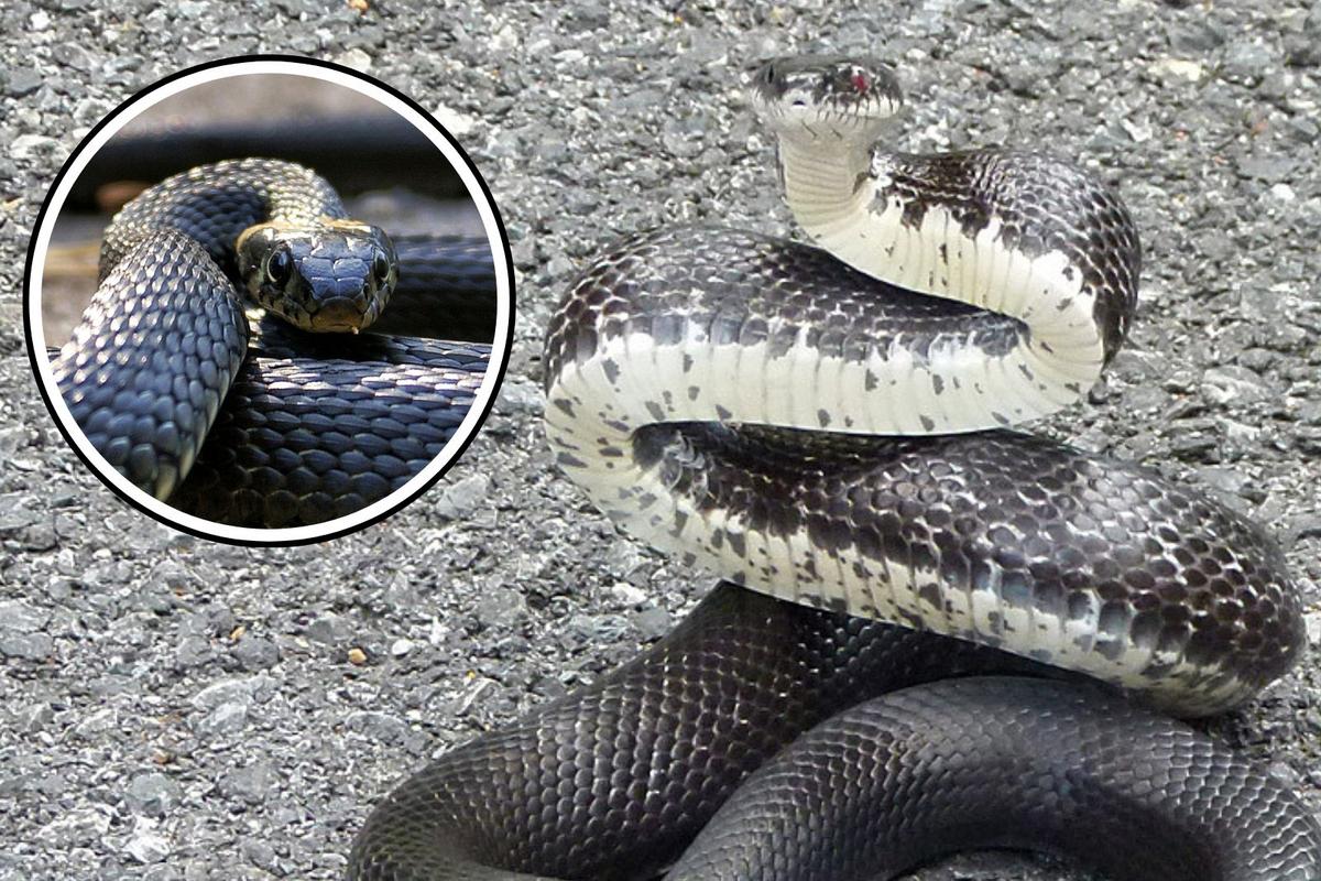 Indiana’s Largest Snake Is Harmless and Actually Helpful
