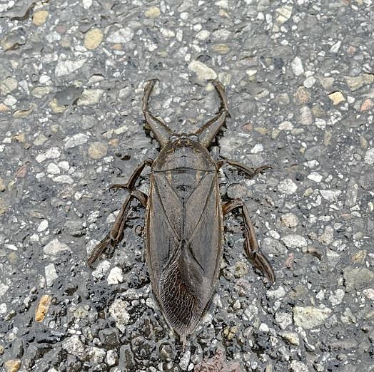 Real Giant Insects HUGE BUG! Real Giant Bush Cricket! Leaf Mimic